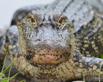 Items similar to Dark Green Alligator Hair Clip on Etsy