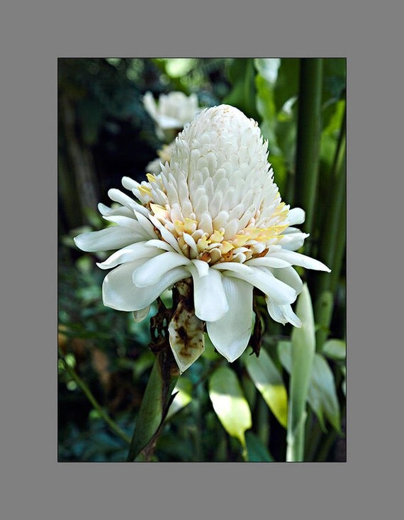 White torch ginger live rhizome tropical plant flower hard to