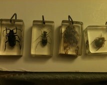 Popular items for real bug on Etsy
