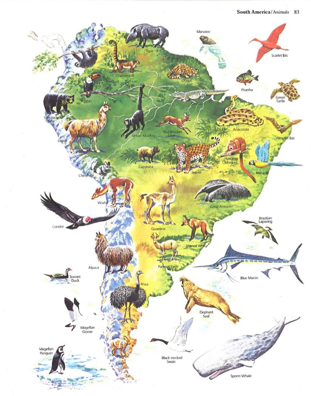 South America Map Illustration / World Animals Vintage Map Art