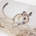 Dusky Hopping Mouse Australian wildlife art greeting card.
