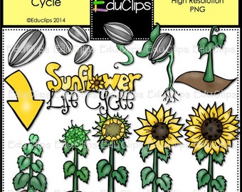 Plant life cycle | Etsy