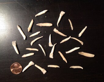Animal teeth | Etsy