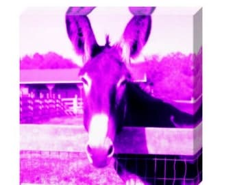 Purple Donkey- photo print on canvas