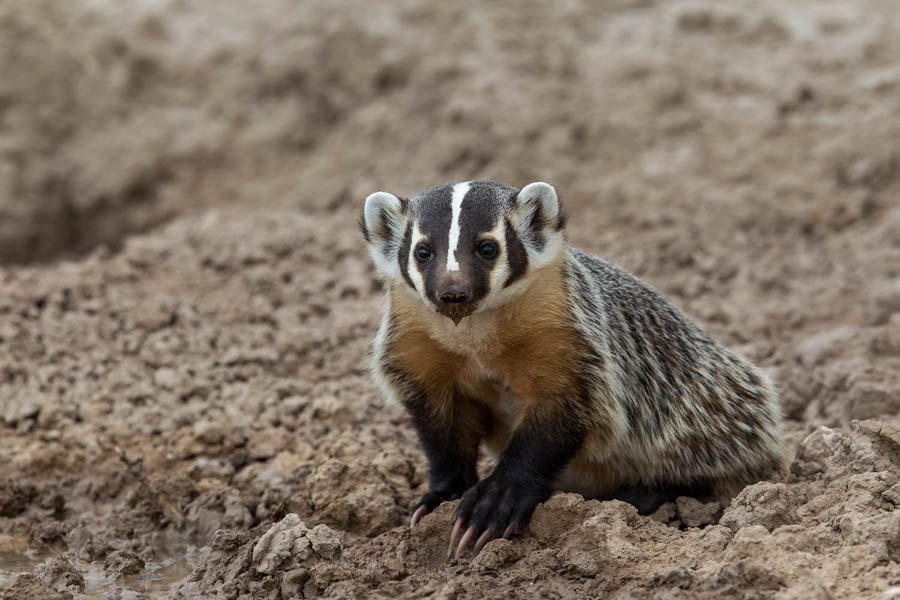 Wyoming Badger Wildlife Photography Fine Art Nature