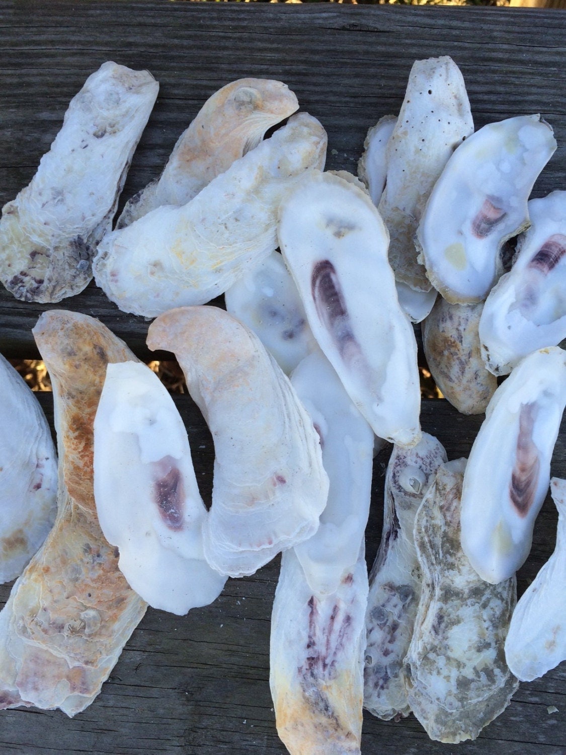 150 Flat Oyster Shells Shell Craft Seaside Nautical