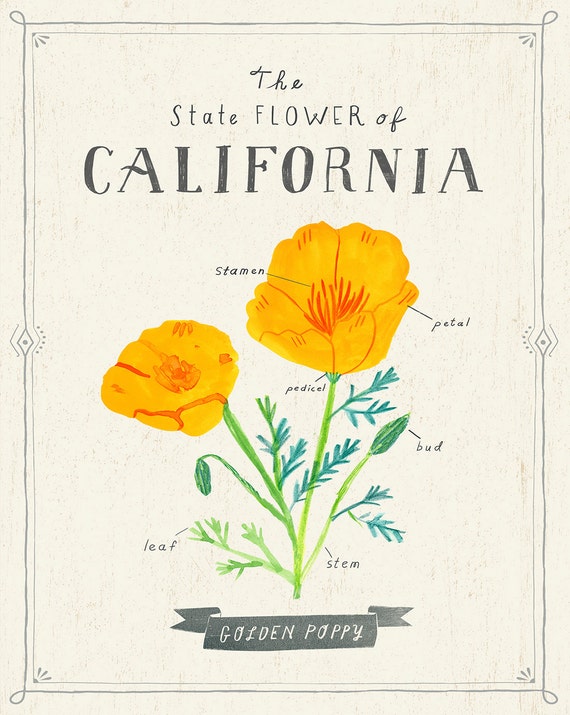 Ca State Flower Name