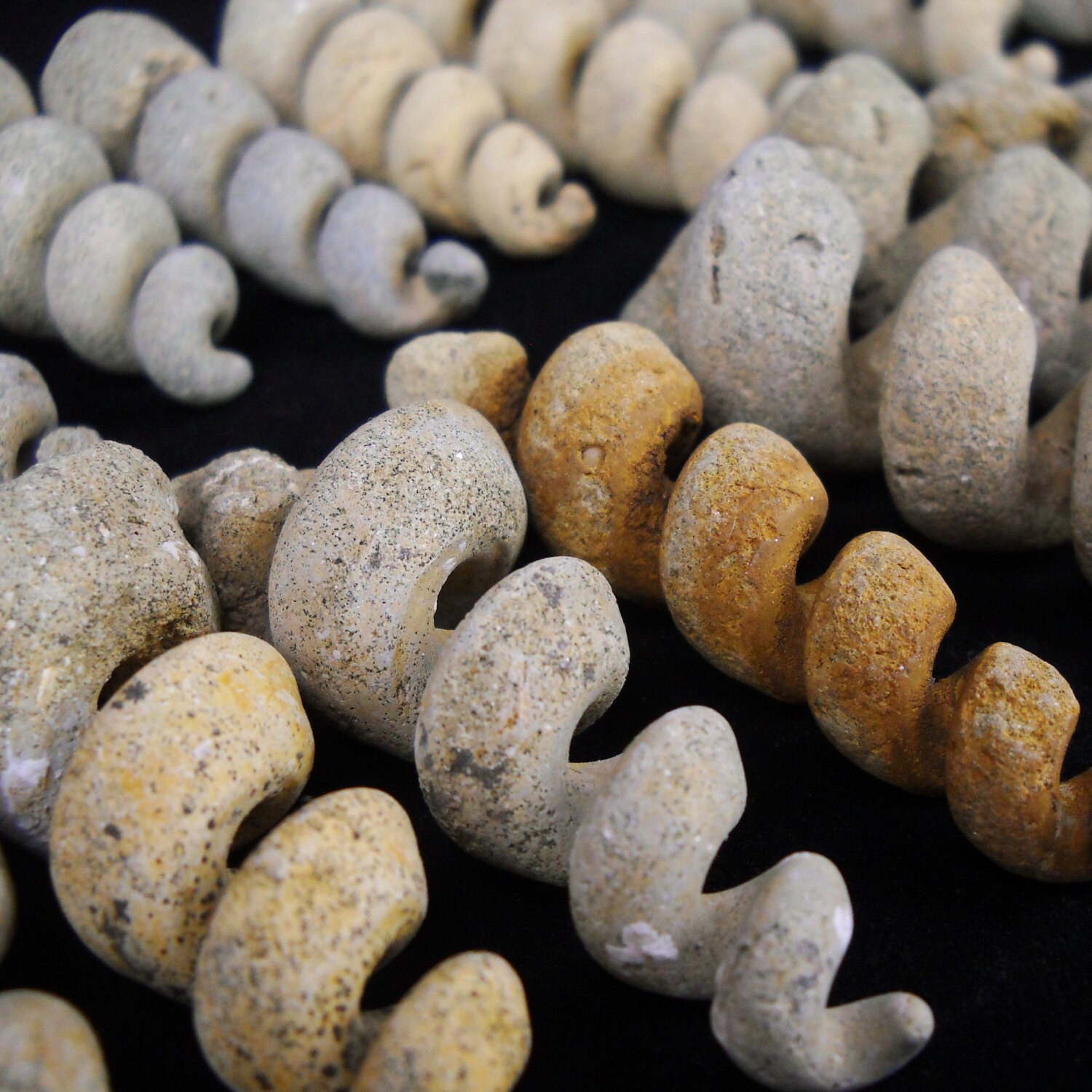 Multipack 1.53 fossil turritella shell castings