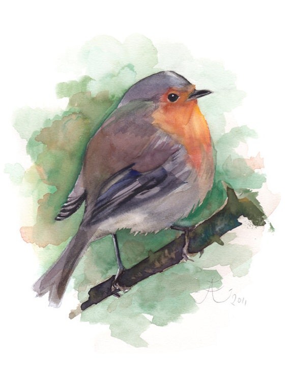 3 Red Robin prints 5x7 fine art giclee by VerbruggeWatercolor