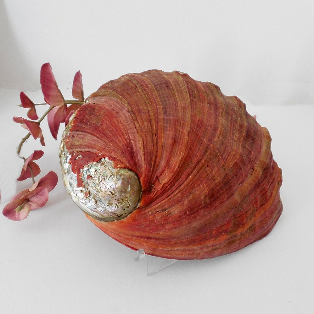 Large Red Abalone Shell 7 in. Large Seashell by CoastalGlamour