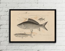 Popular items for vintage fish poster on Etsy