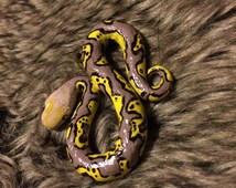 Popular items for ball python on Etsy