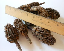 Popular items for magnolia cones on Etsy