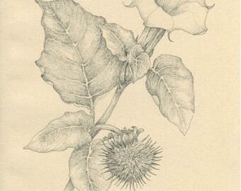 Horn of plenty | Etsy