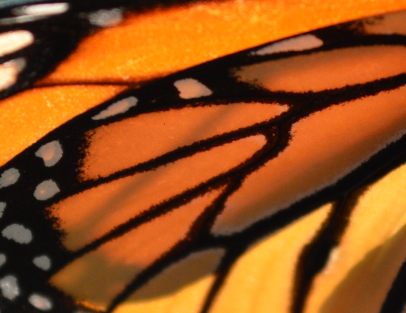 Monarch Butterfly Wing Magnified Summer Orange and Black