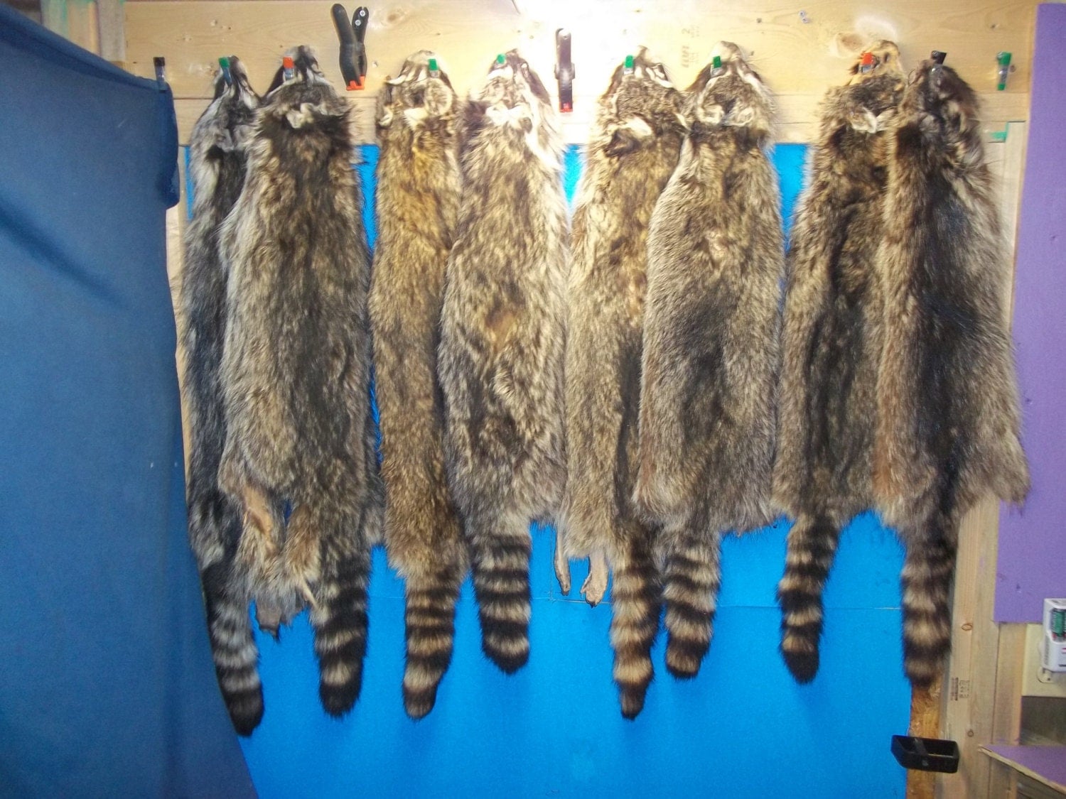 1 Tanned Raccoon Fur hide Pelt real animal skin taxidermy rug