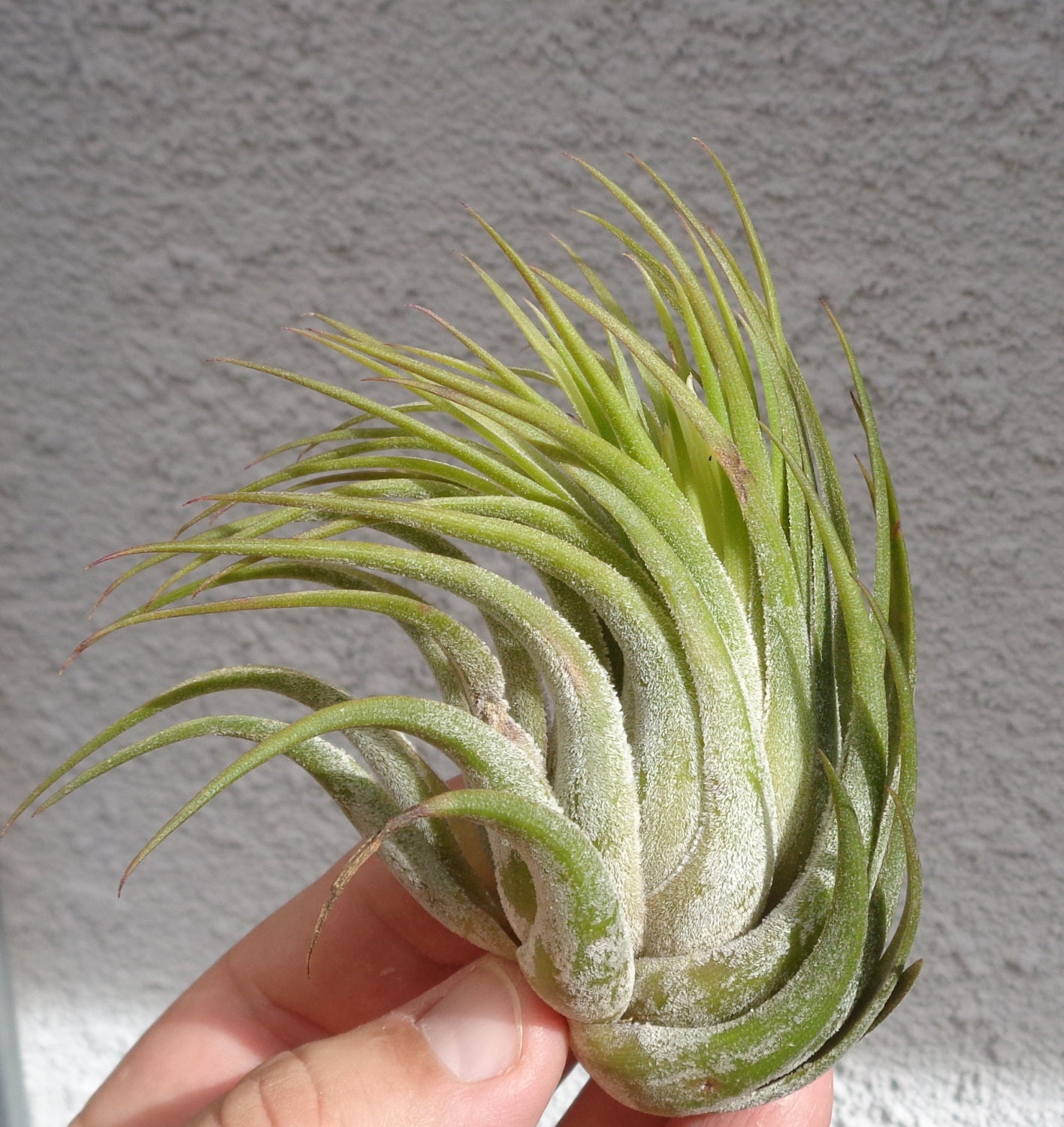 I recently bought this beautiful air plant. Anyone know what kind it is ...