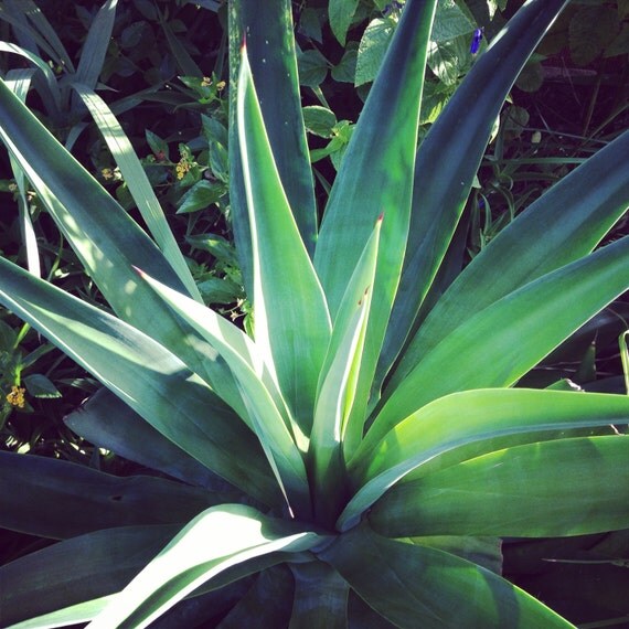 Dwarf Century Agave aka Smooth Agave Rooted by dirtandloveetsy