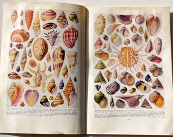 Seashell Pictures. Seashell Ocean Decor. Ocean Wall Art. Encyclopedia ...