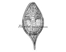 Popular items for vintage snowshoes on Etsy