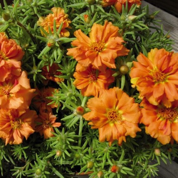 Portulaca Moss Rose Orange Ground Cover Seeds Portulaca