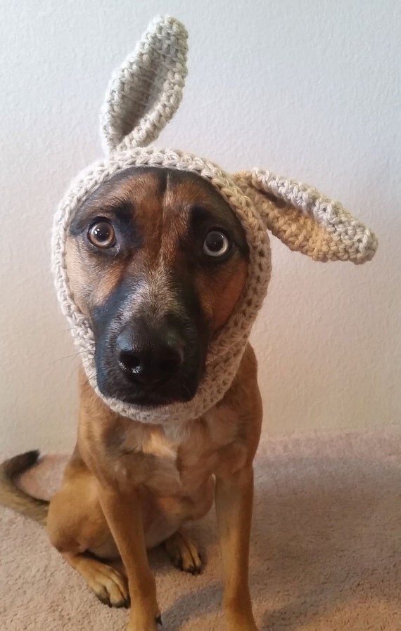 Bunny Ear Dog Hood