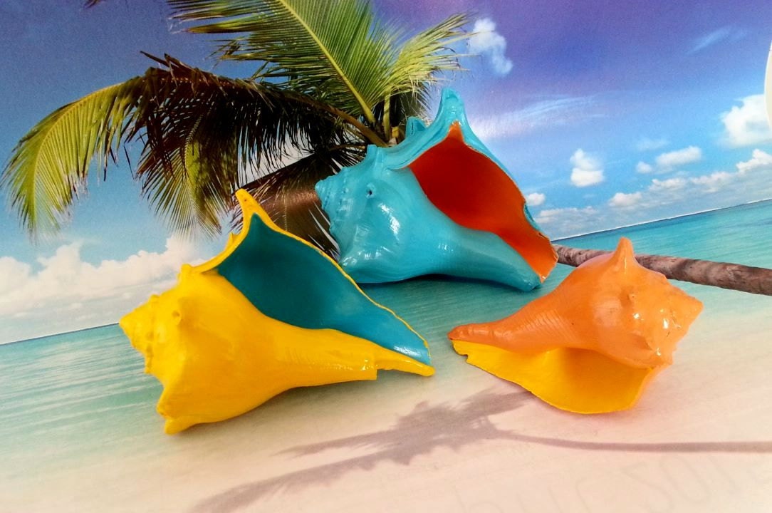 Bright colors hand painted conch shells coastal home decor