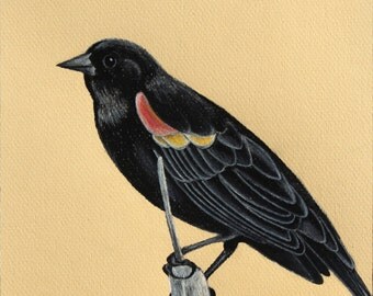 Redwing blackbird | Etsy