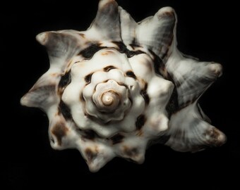 Macro sea shells | Etsy