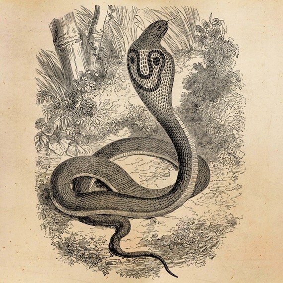 Items similar to Vintage Serpent Snake Illustration Printable 1800s ...