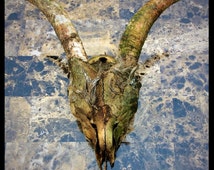 Popular items for mummified on Etsy