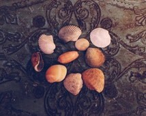Popular items for natural sea shells on Etsy