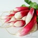French Breakfast Radish Heirloom Seeds Non-GMO Open