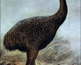 Popular items for moa on Etsy