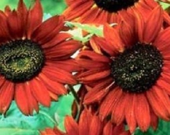 25 Pelleted Seeds Pentas Graffiti Mix Pentas Seeds by nurseryseeds