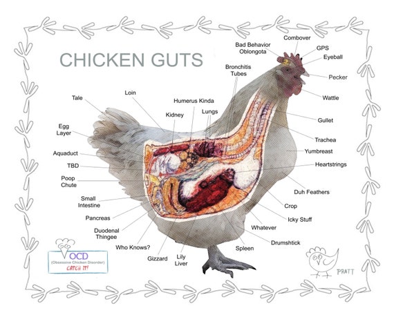 CHICKEN GUTS