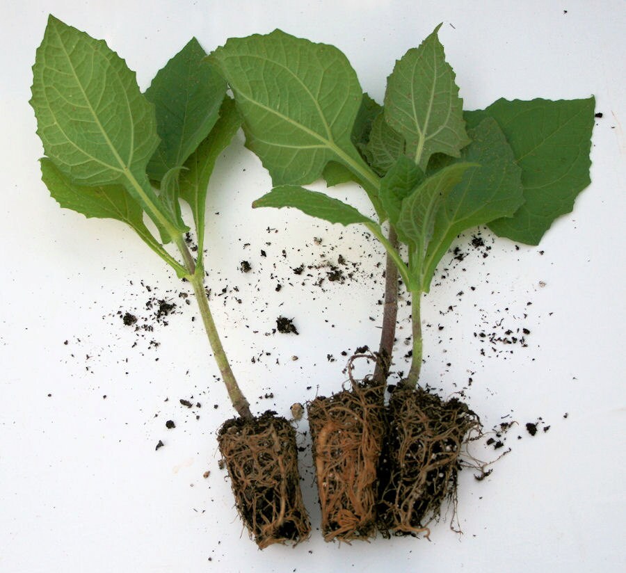 Yacon Smallanthus sonchifolius 3 Yacon Starter by eclecticasia