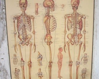 Popular items for skeleton poster on Etsy