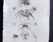 Popular items for antique insect print on Etsy