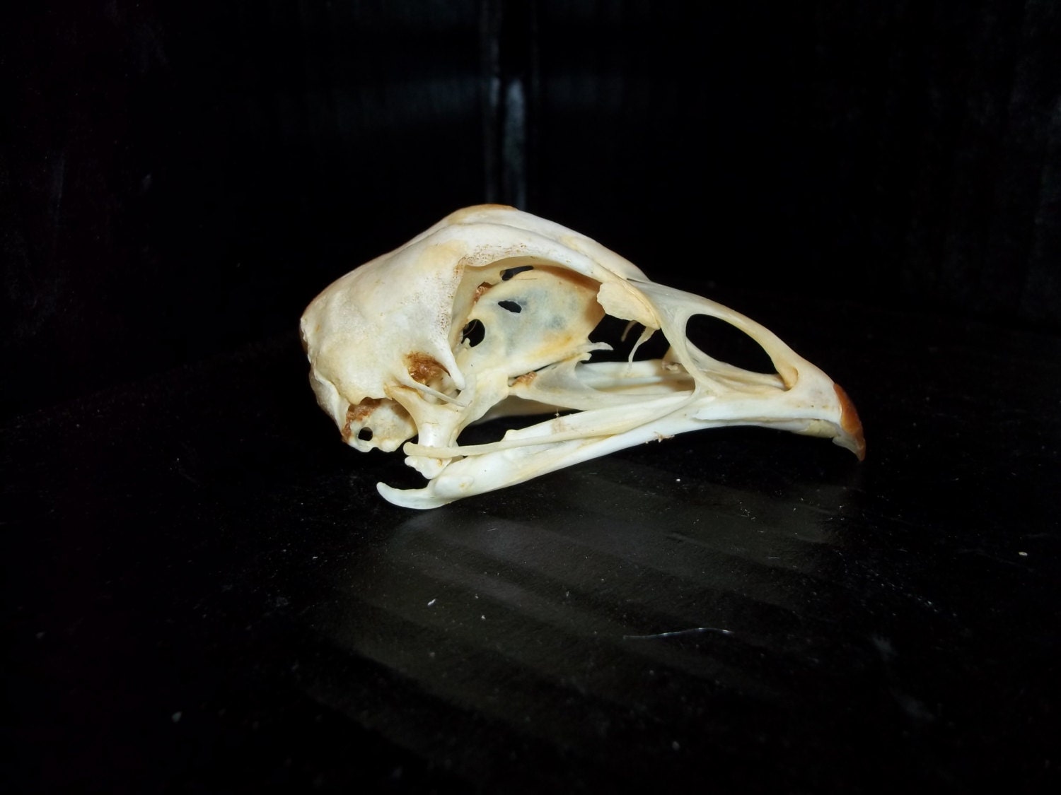 1 Real chicken skull bird animal feather fowl bone by weirdandwild