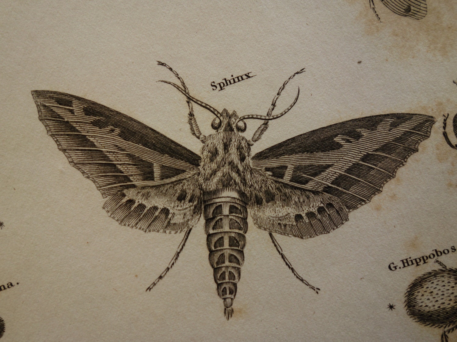 INSECTS old print of insects original 1829 antique insect