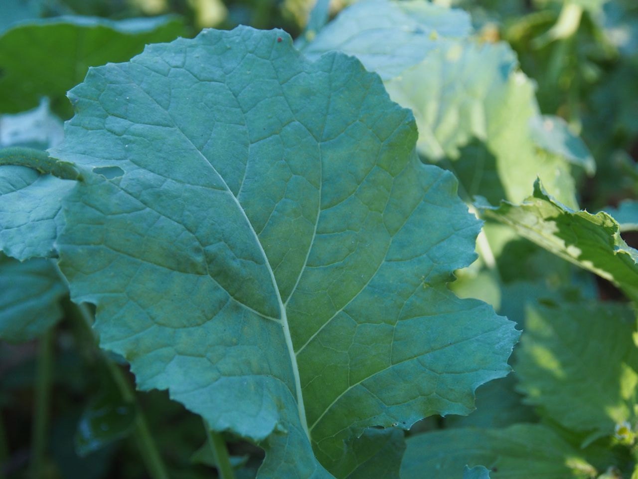 Organic DWARF RAPE KALE Seeds Brassica Napus by CaribbeanGarden