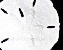 Unique large sand dollar related items | Etsy