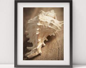Shells photography | Etsy