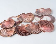 Popular items for flat sea shells on Etsy