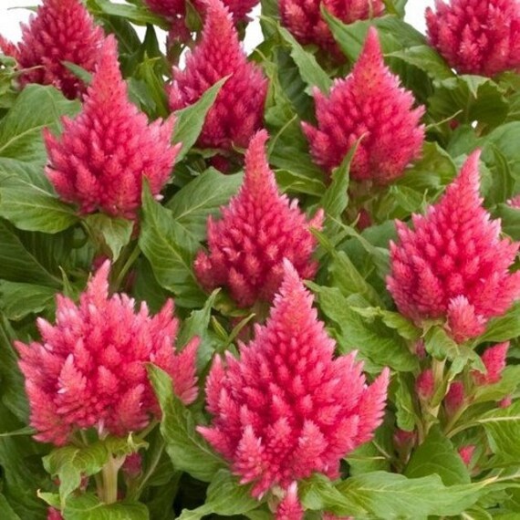 Roze Pluim Bloem - Bloemen