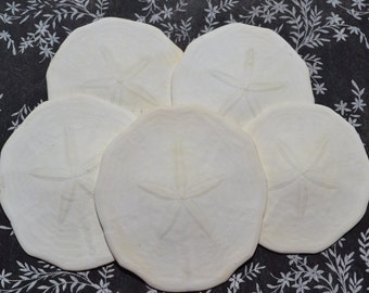 Mexican Flat Scallop Shells 2-3 5 Pieces by LulusSecrets on Etsy