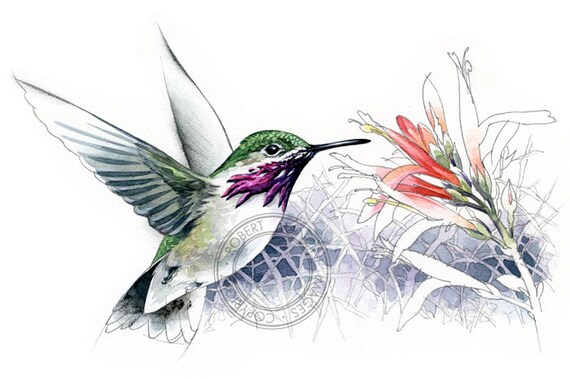 Calliope Hummingbird watercolour bird wildlife art nature