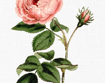 Cabbage clip art | Etsy