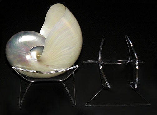 Nautilus Seashell Clear Lucite Cup Display Stands.